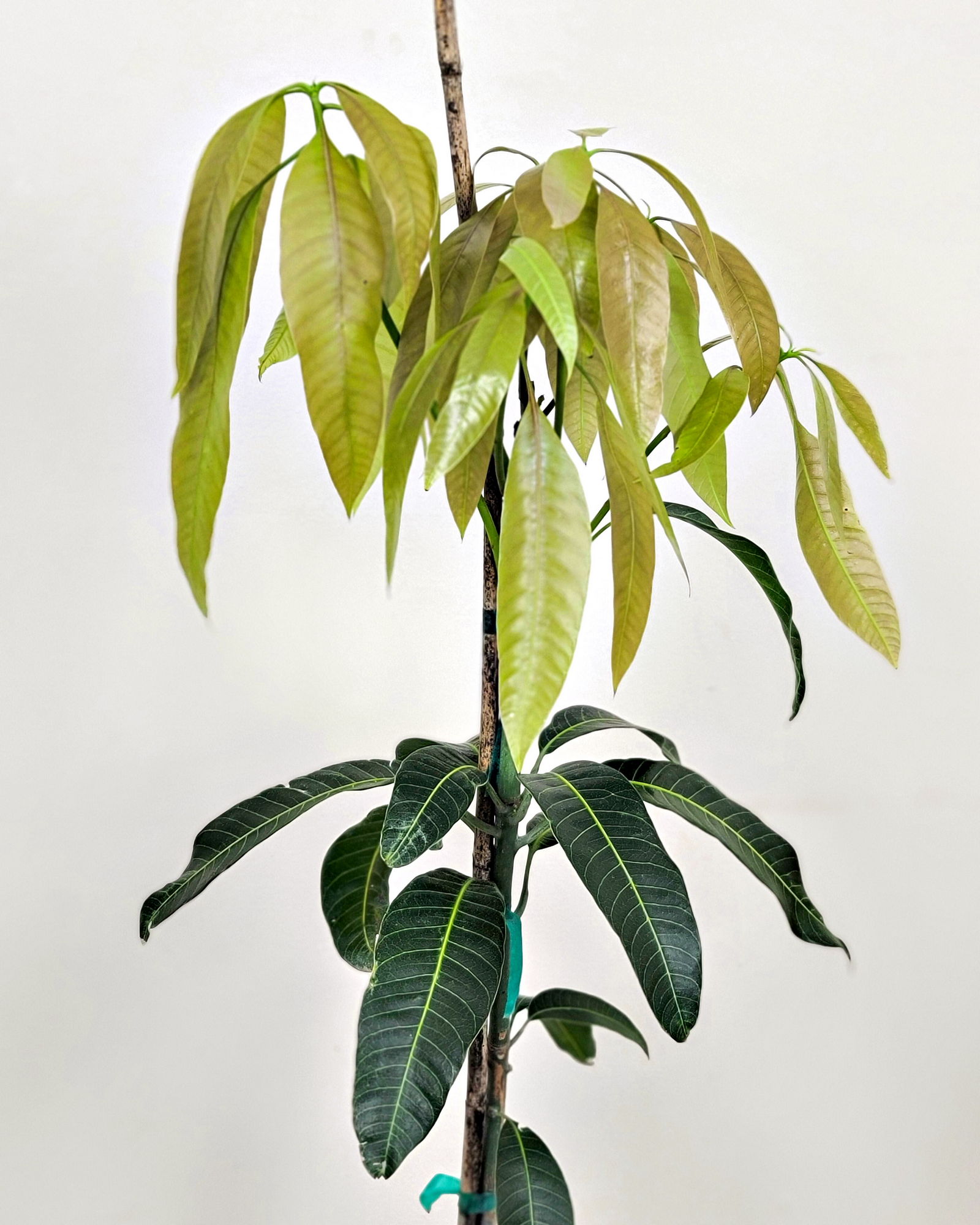 Valencia Pride Mango | PlantVine