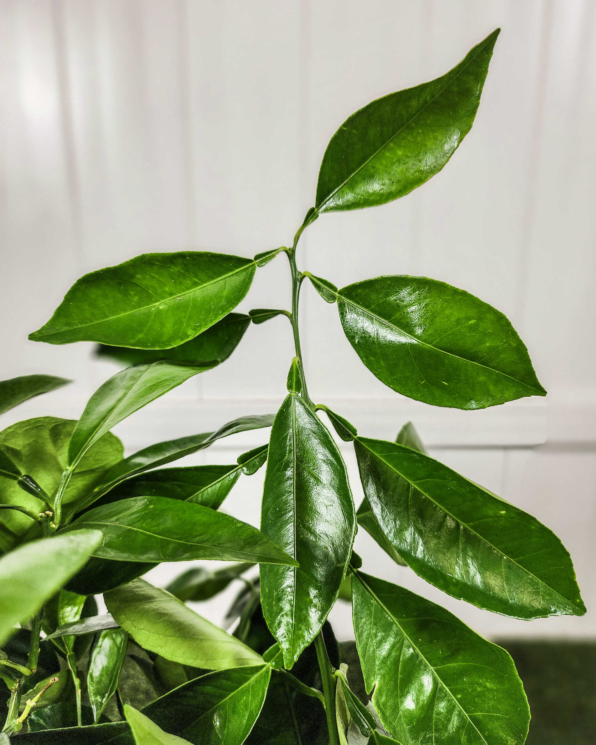 Valencia Orange Citrus Tree | PlantVine