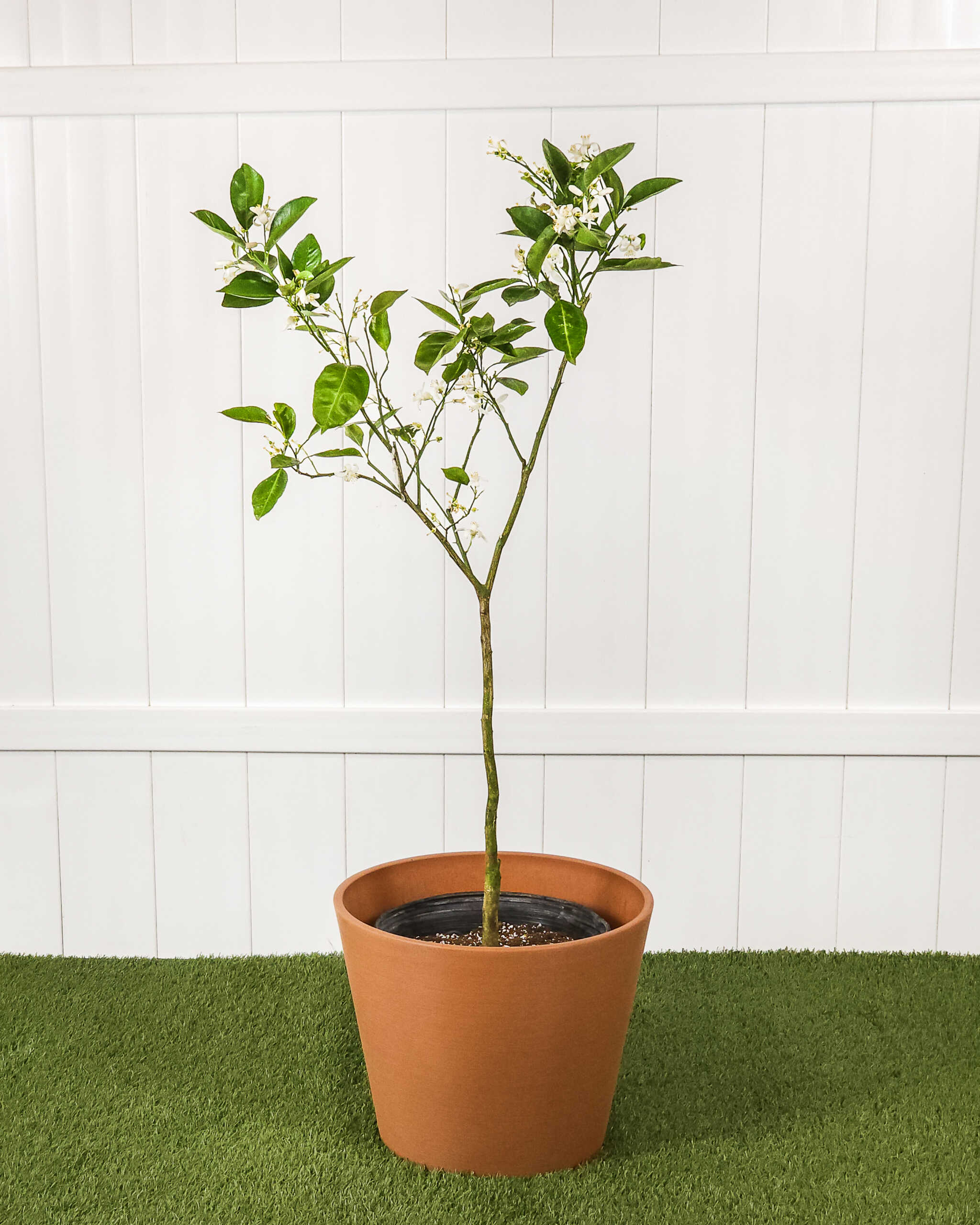 Valencia Orange Citrus Tree | PlantVine