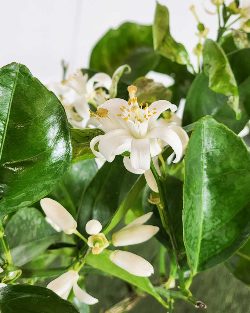 Valencia Orange Citrus Tree | PlantVine