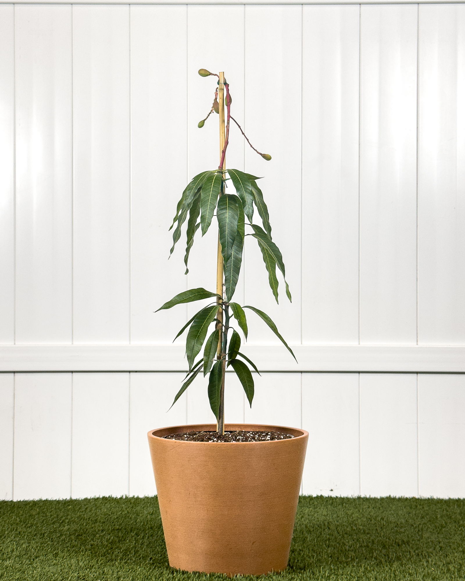 Valencia Pride Mango | PlantVine