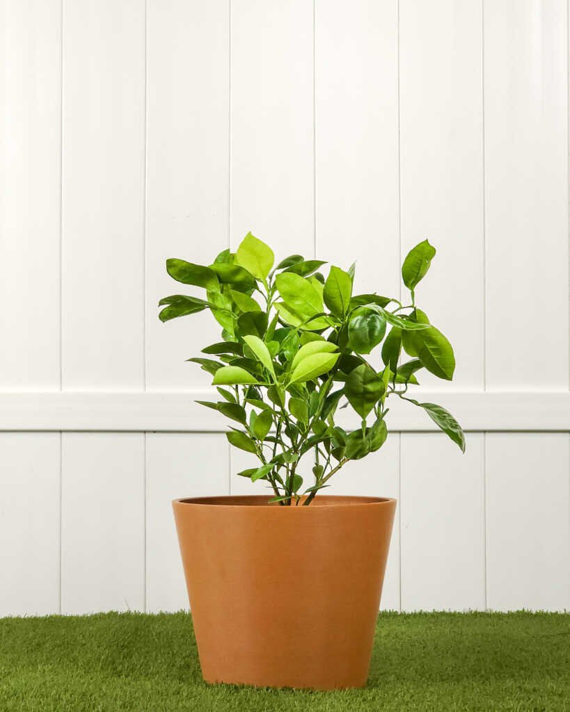 Valencia Orange Citrus Tree | PlantVine