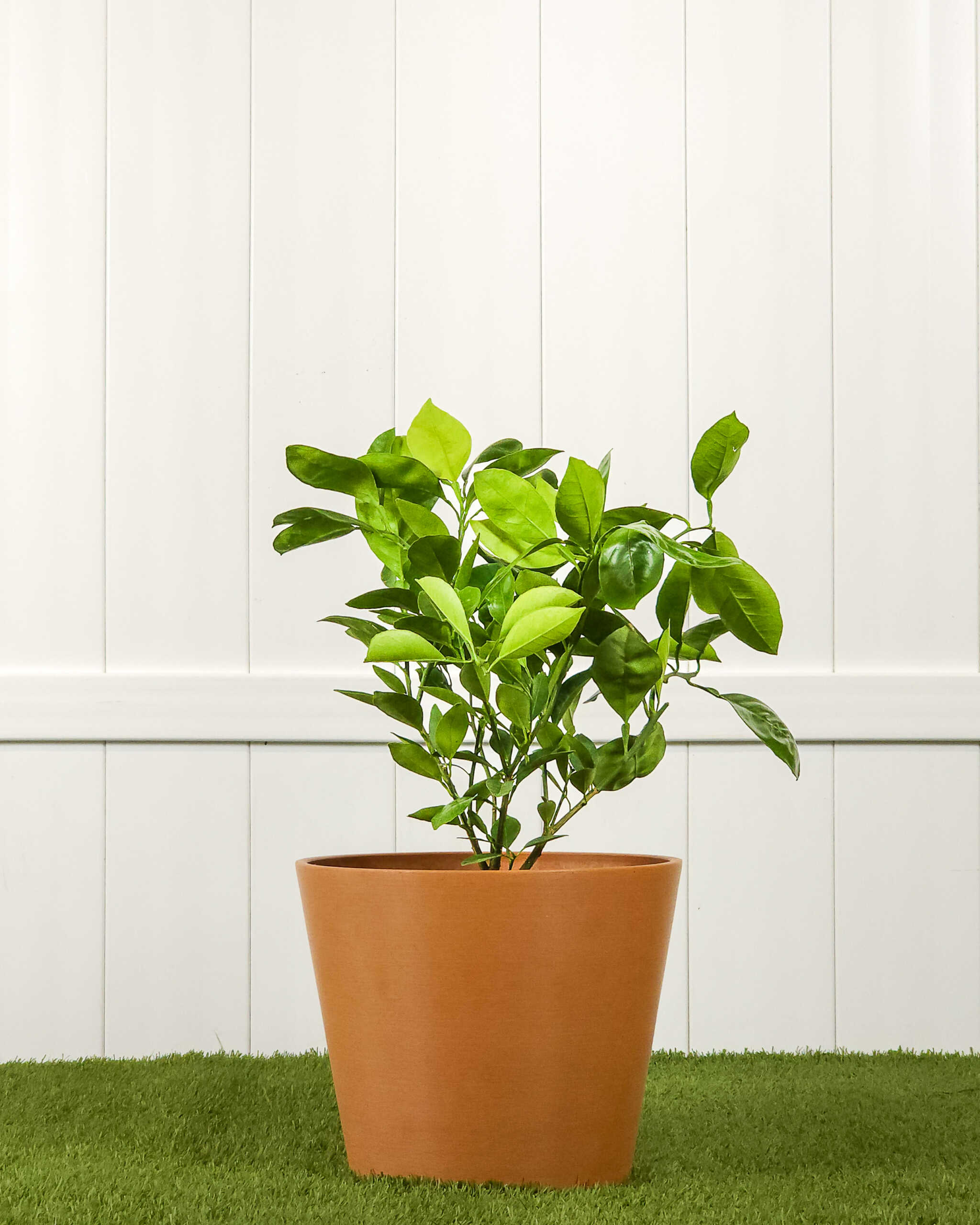 Valencia Orange Citrus Tree | PlantVine