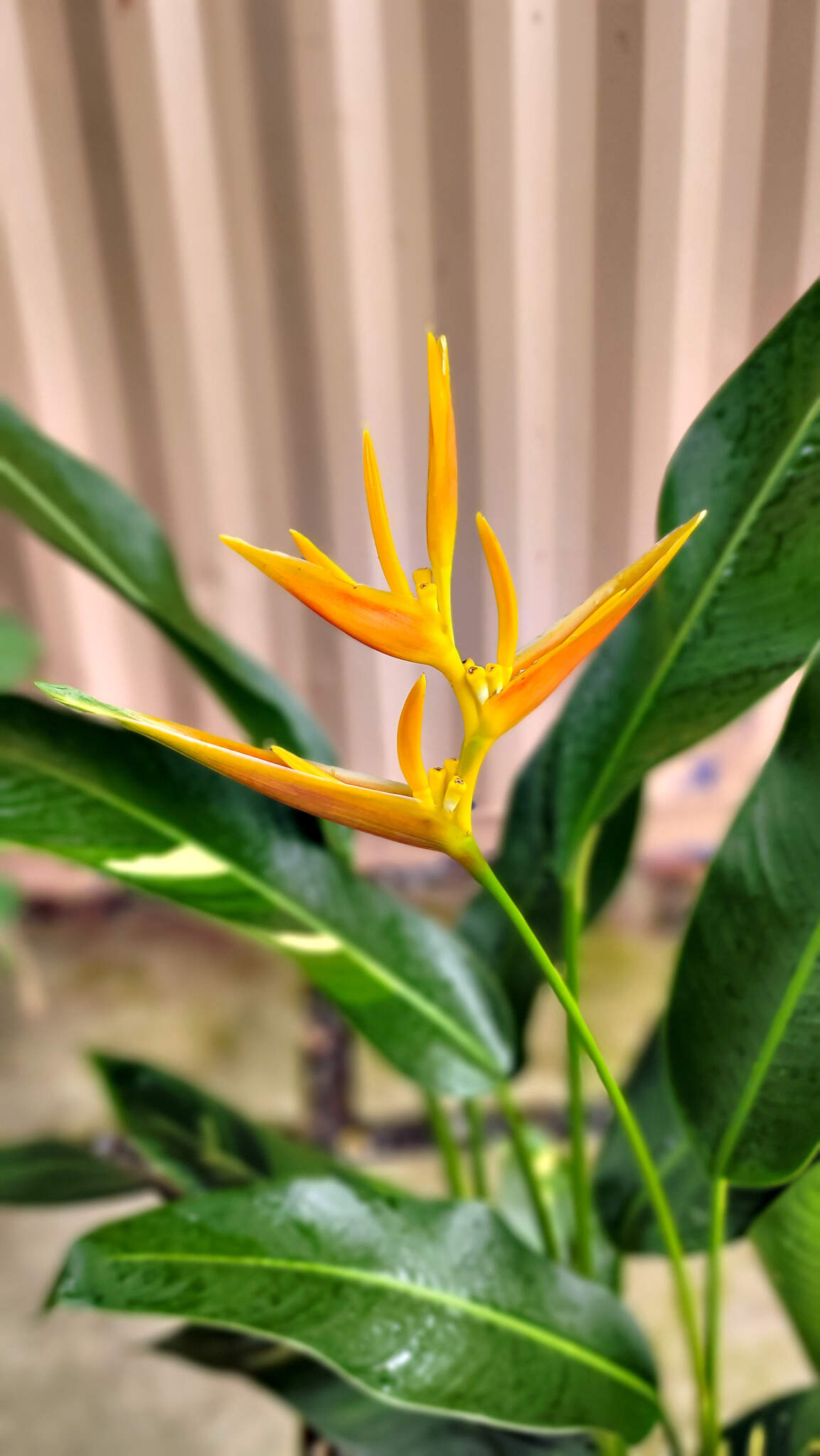 Variegated Heliconia ‘Golden Torch’ | PlantVine