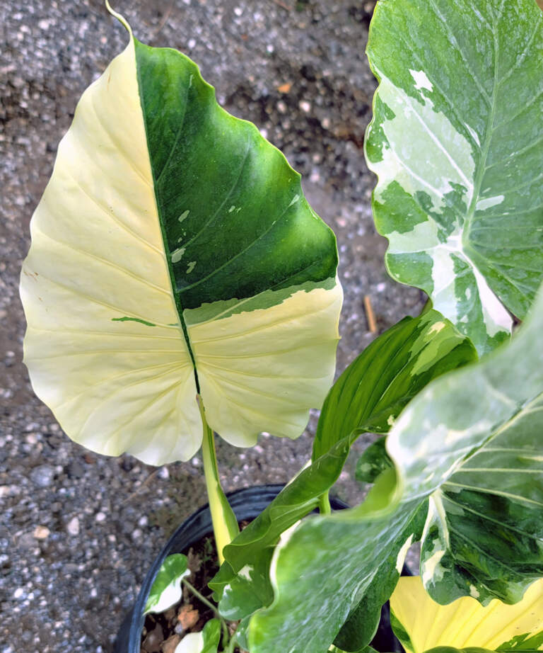 Variegated Elephant Ear | PlantVine