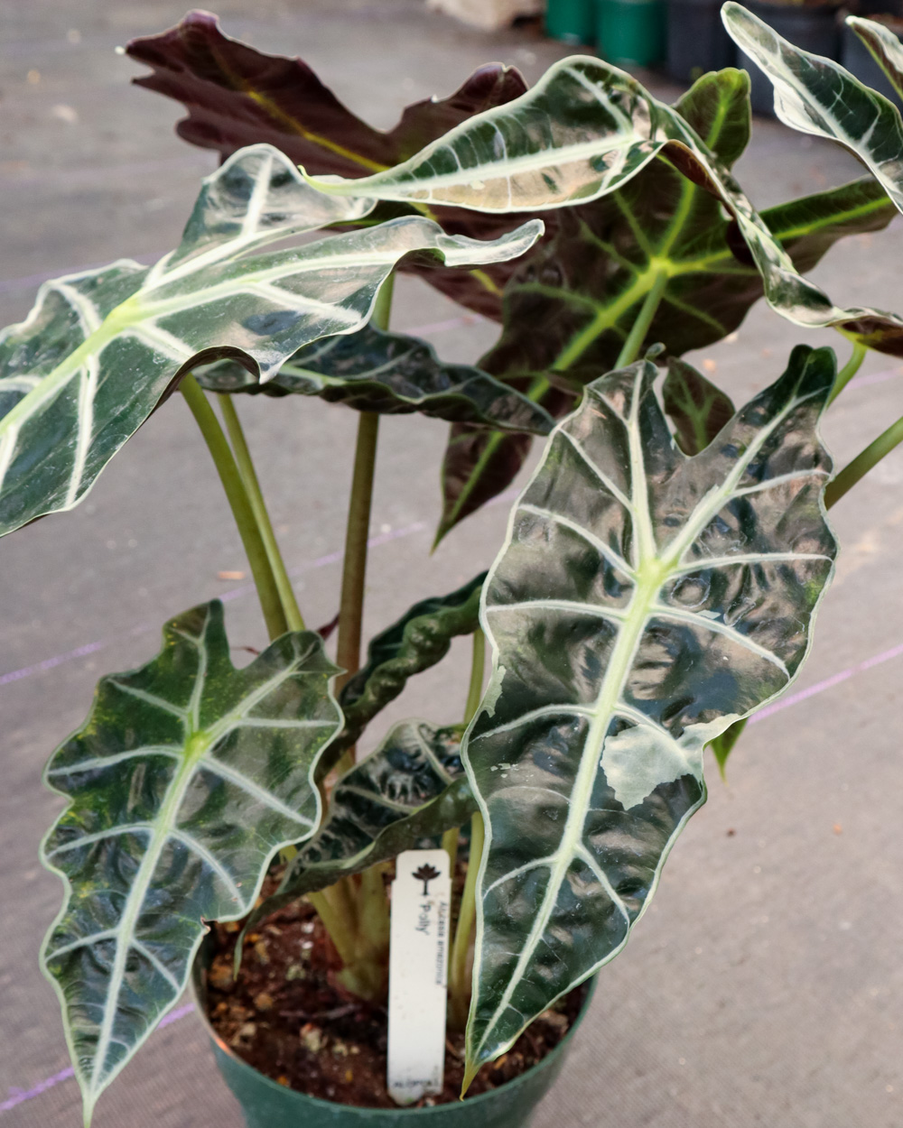 Alocasia Variegated Care