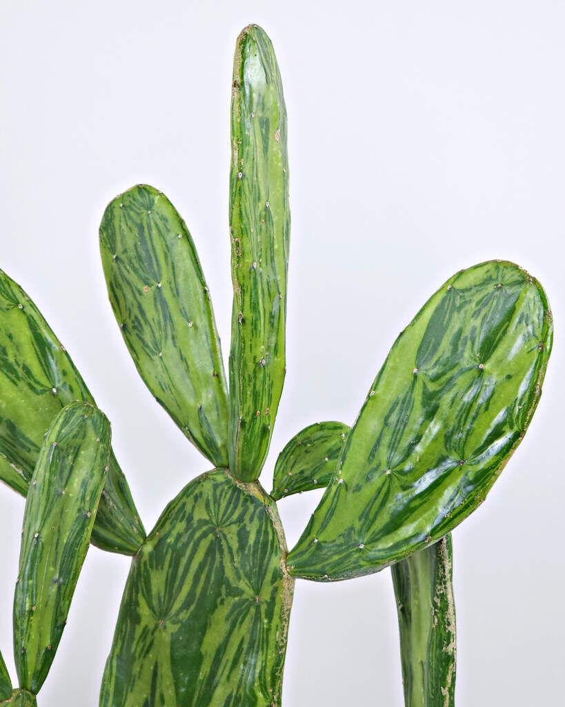 Variegated Prickly Pear Cactus | PlantVine