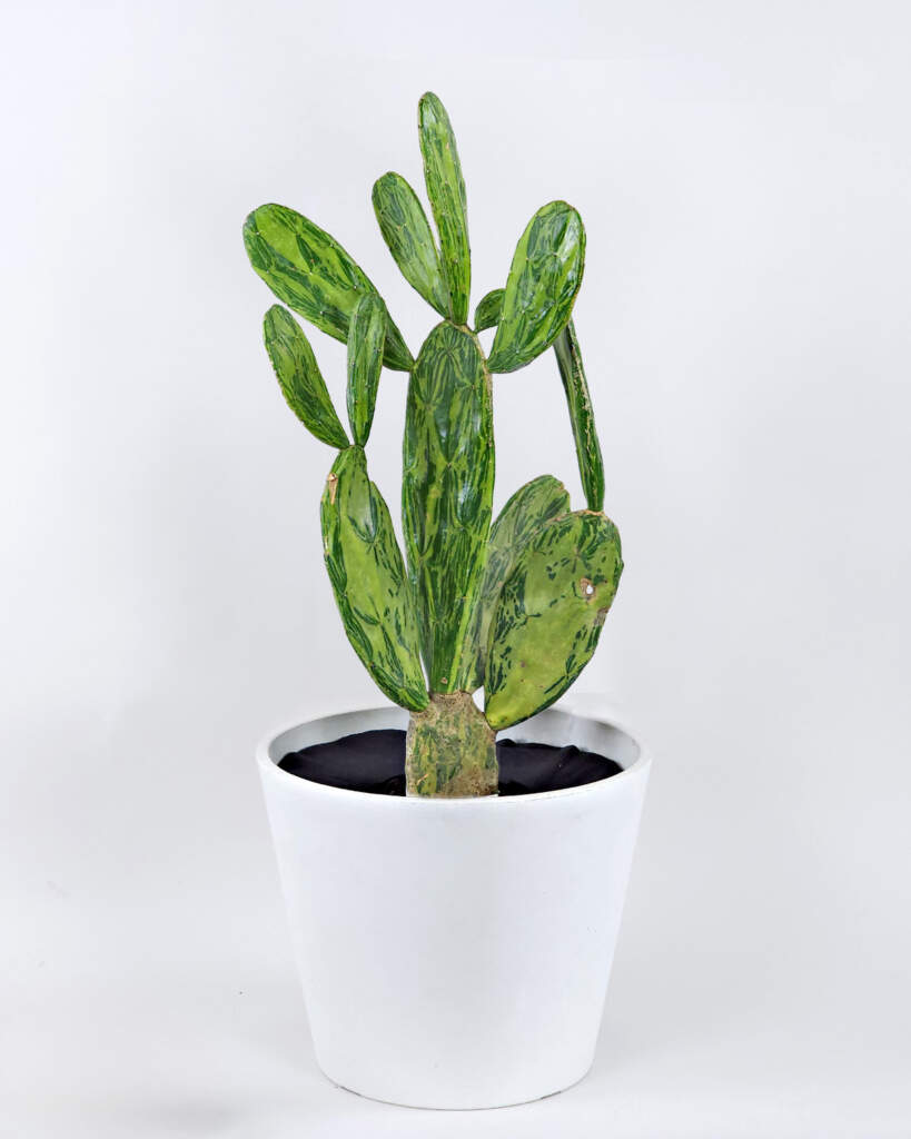 Sticks of Fire Pencil Cactus | PlantVine