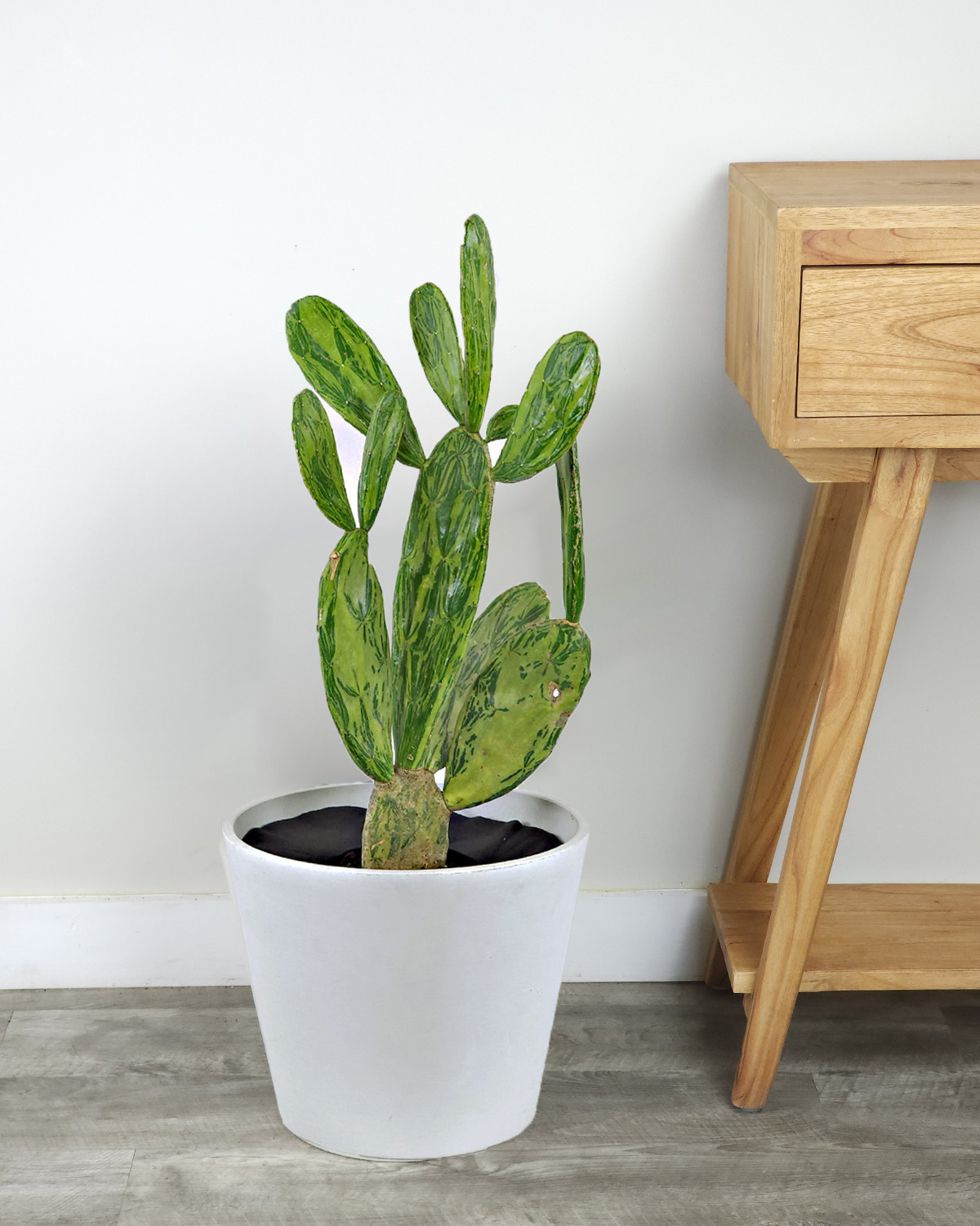 Variegated Prickly Pear Cactus | PlantVine