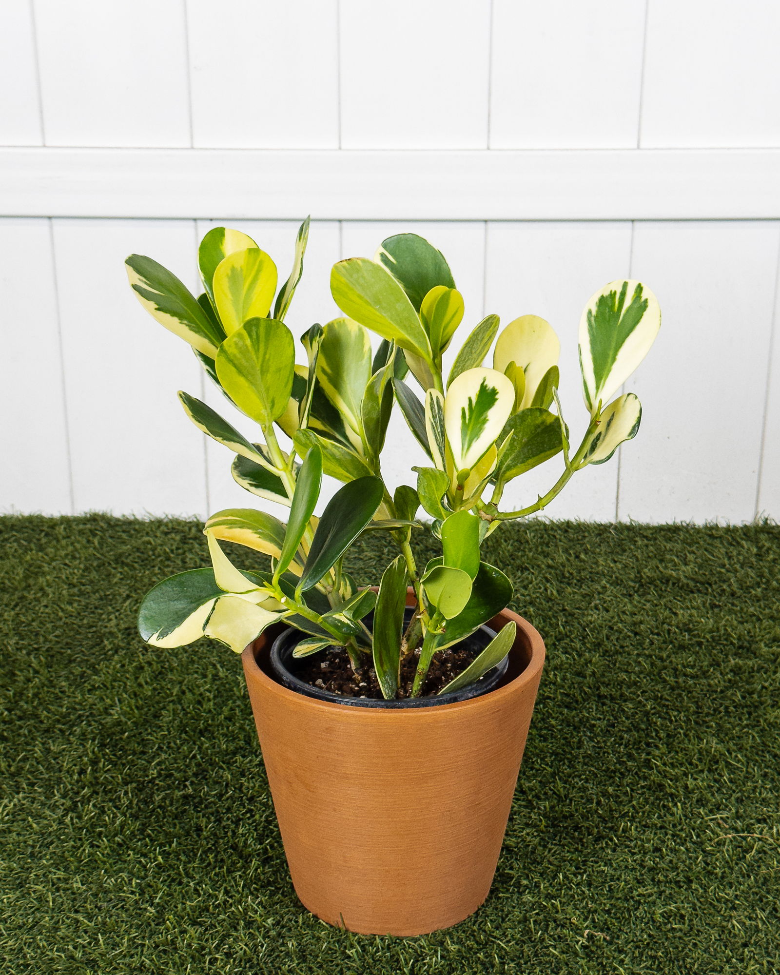 Variegated Clusia guttifera | PlantVine