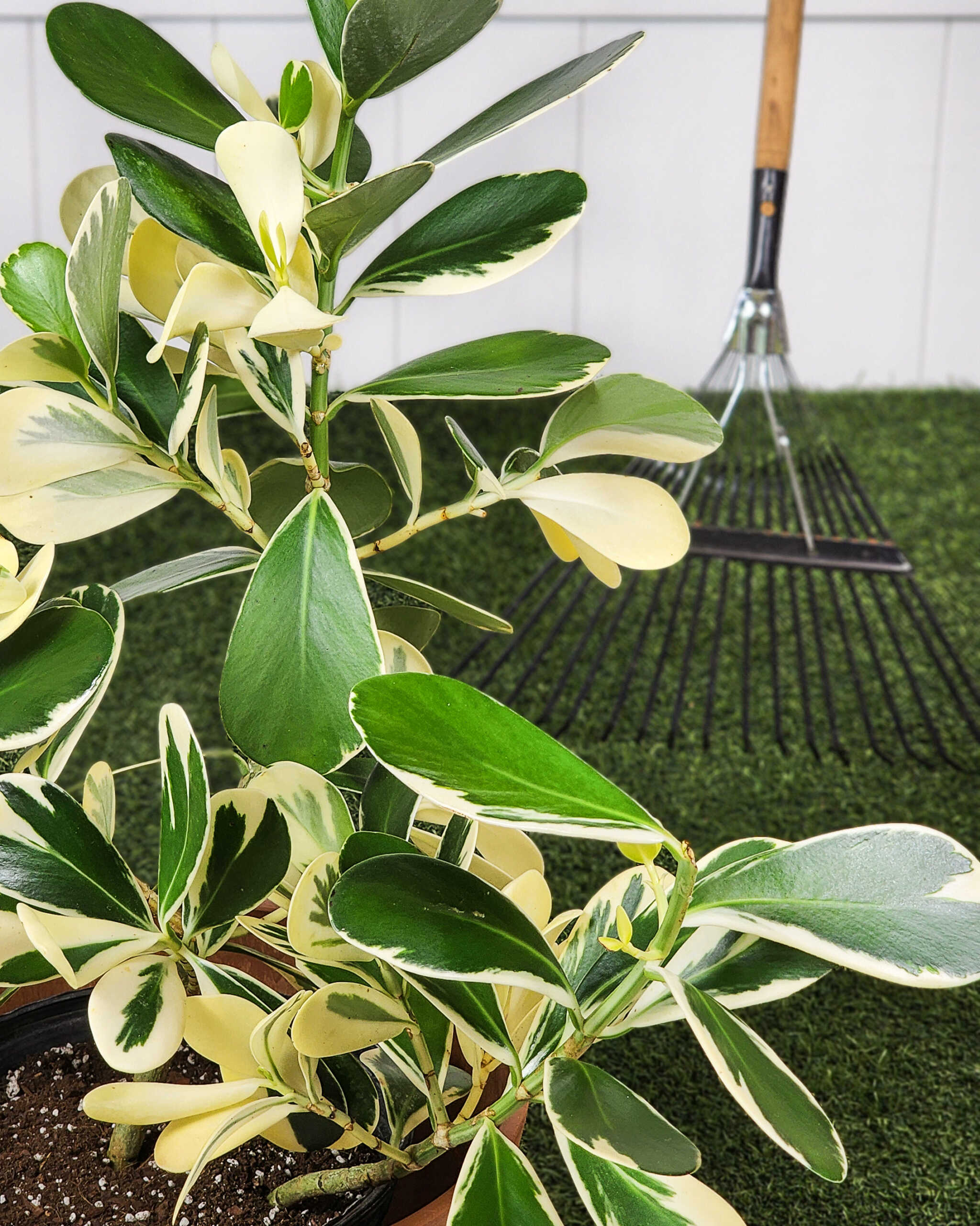 Variegated Clusia guttifera | PlantVine