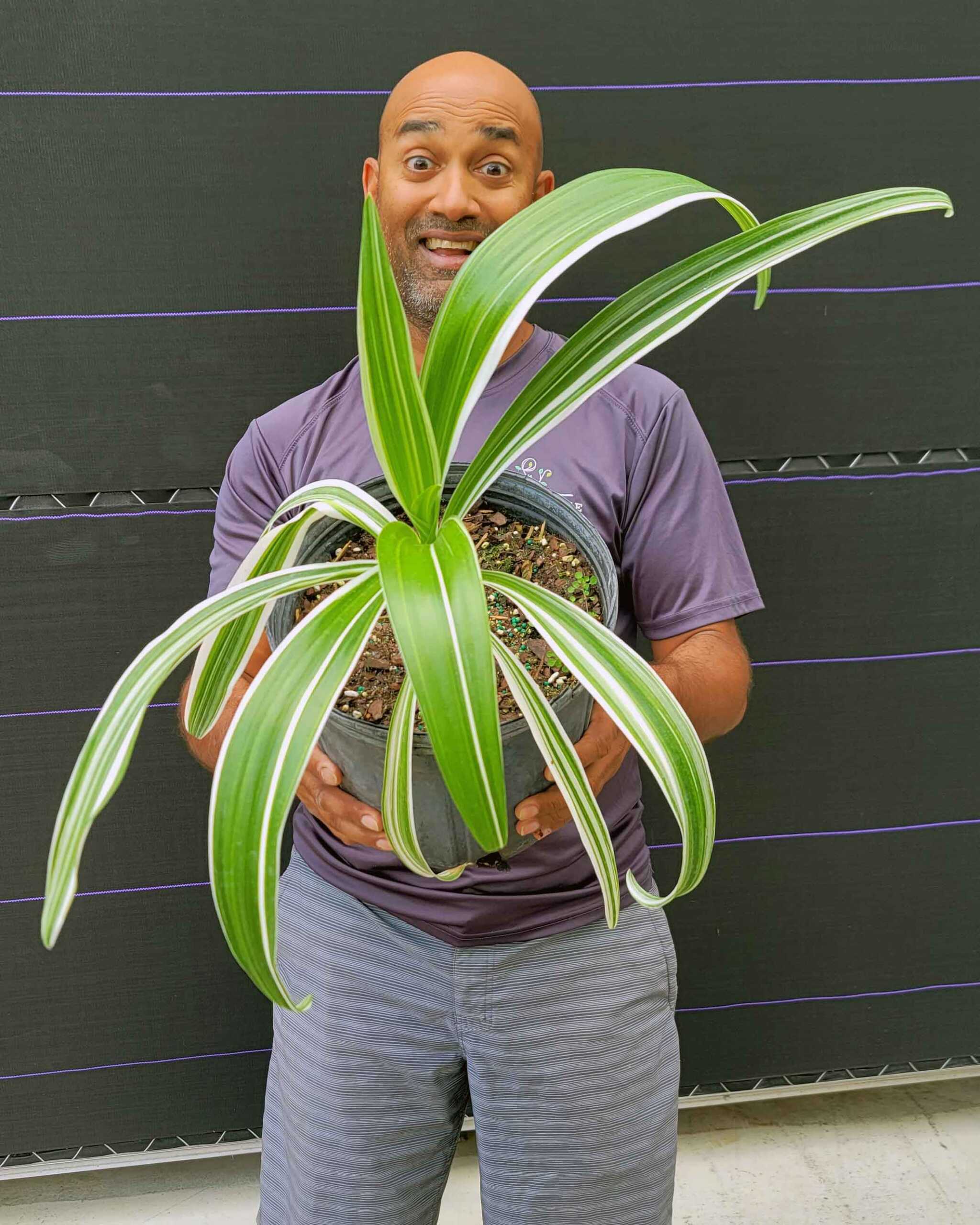 Variegated Crinum Lily | PlantVine
