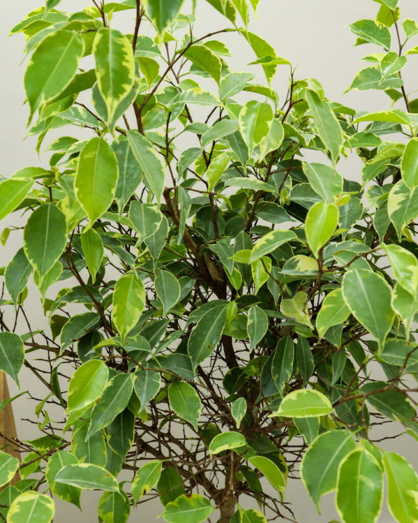 Ficus benjamina ‘Variegata’, Variegated Weeping Fig