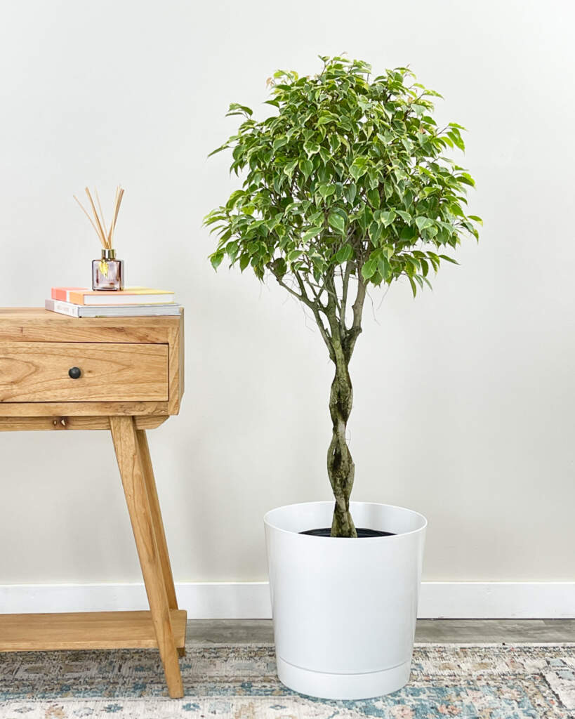 Ficus benjamina ‘Variegata’ | PlantVine