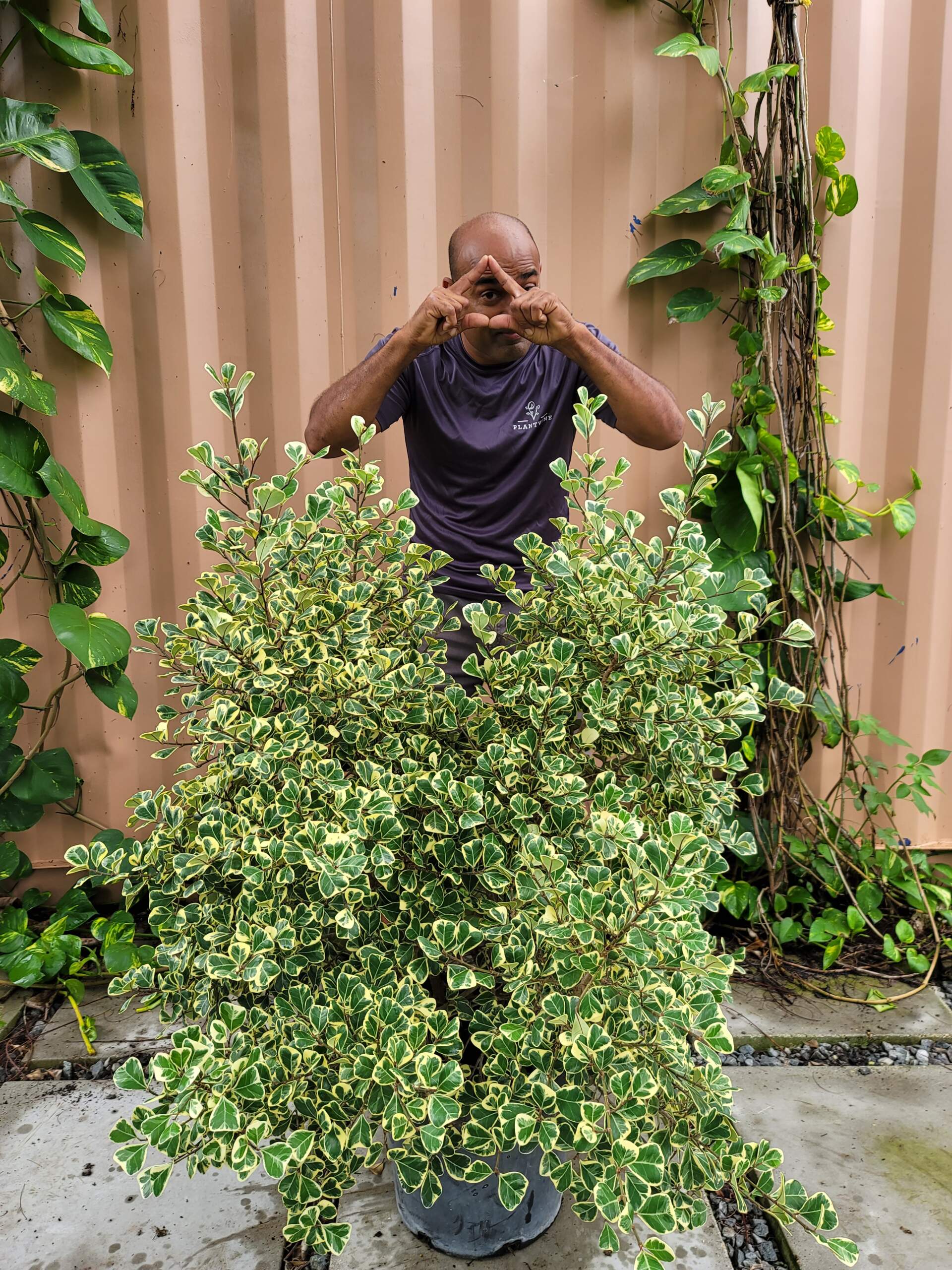 Ficus triangularis ‘Variegata’ | PlantVine