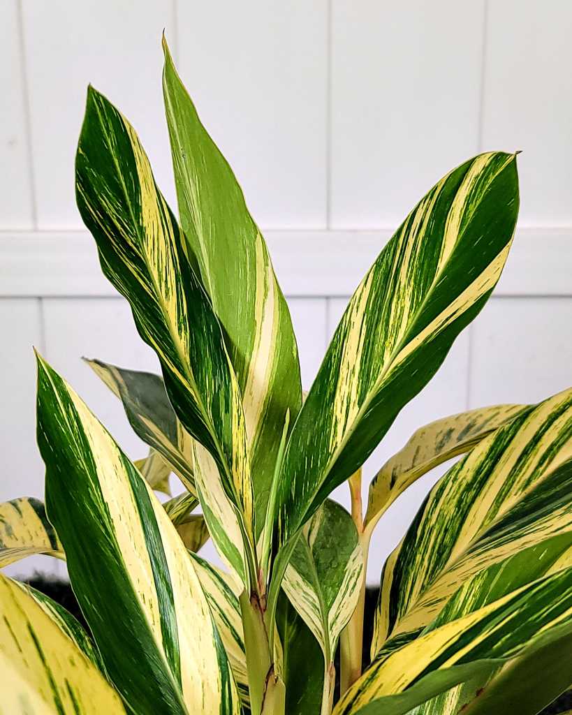 Alpinia zerumbet ‘Variegata’, Shell Ginger – Variegated | PlantVine