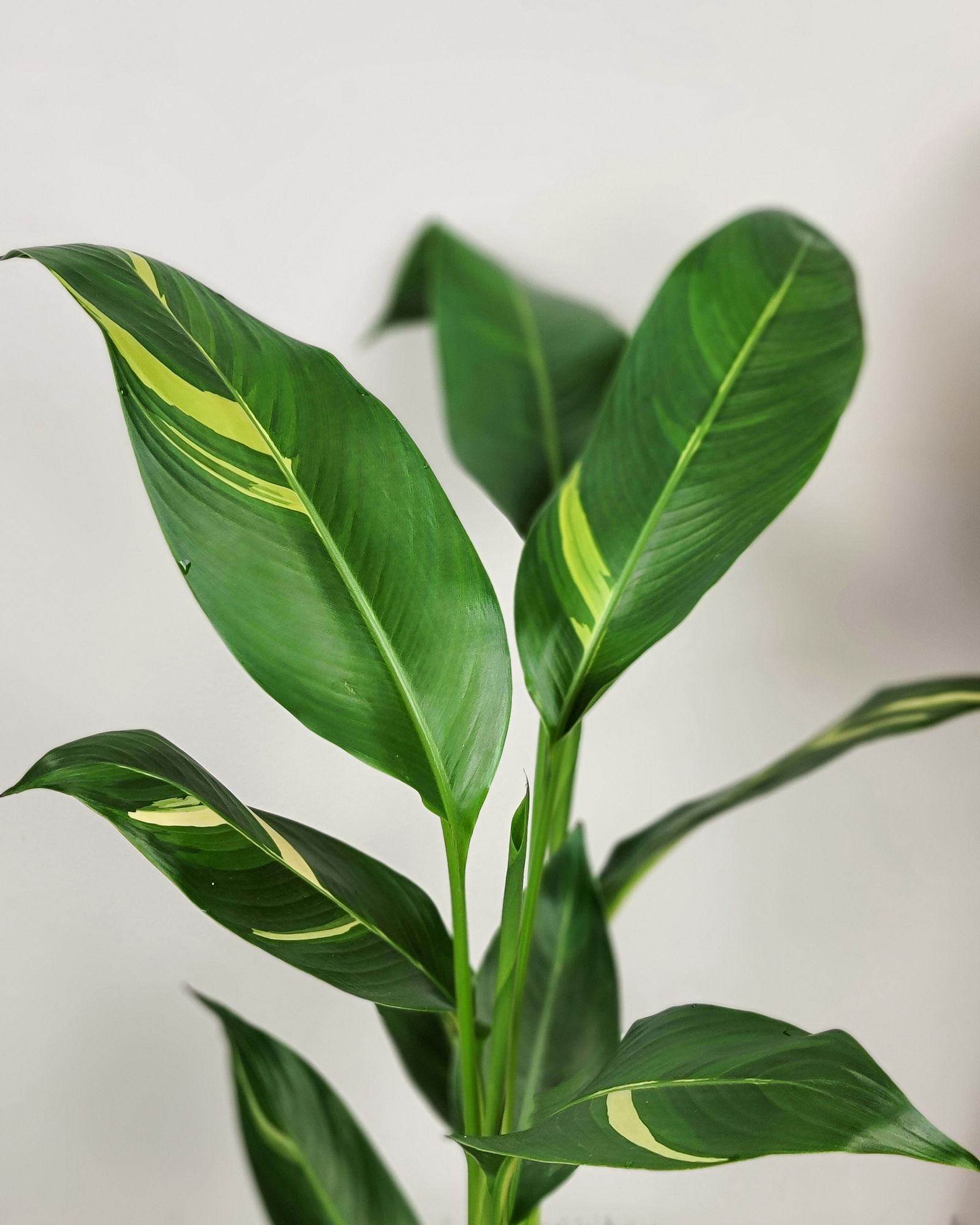 Variegated Heliconia ‘Golden Torch’ | PlantVine