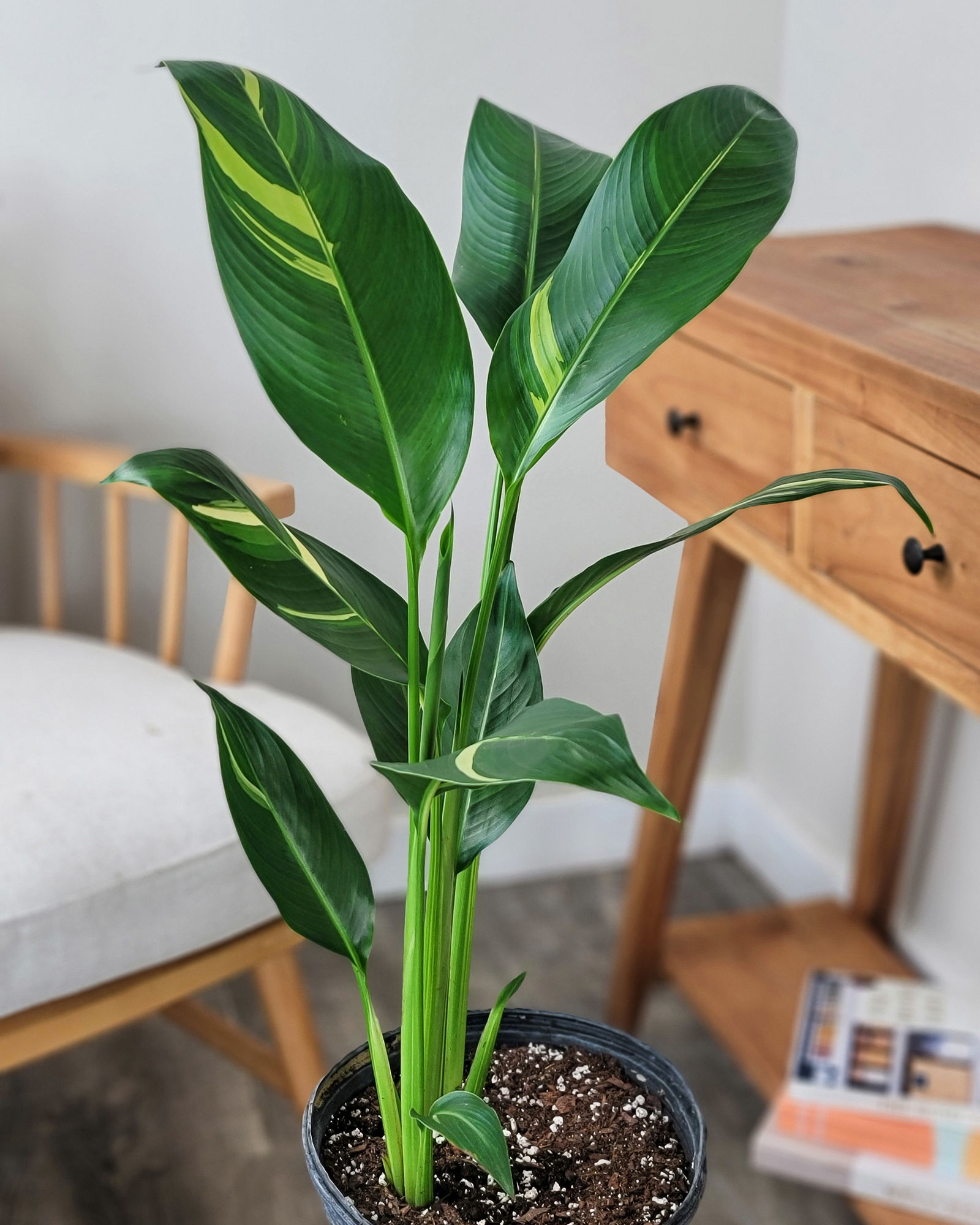 Variegated Heliconia ‘Golden Torch’ | PlantVine