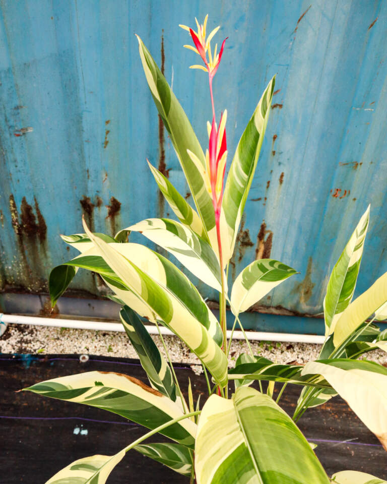 Heliconia psittacorum ‘Lady Di Variegata’, Variegated Heliconia Lady Di ...