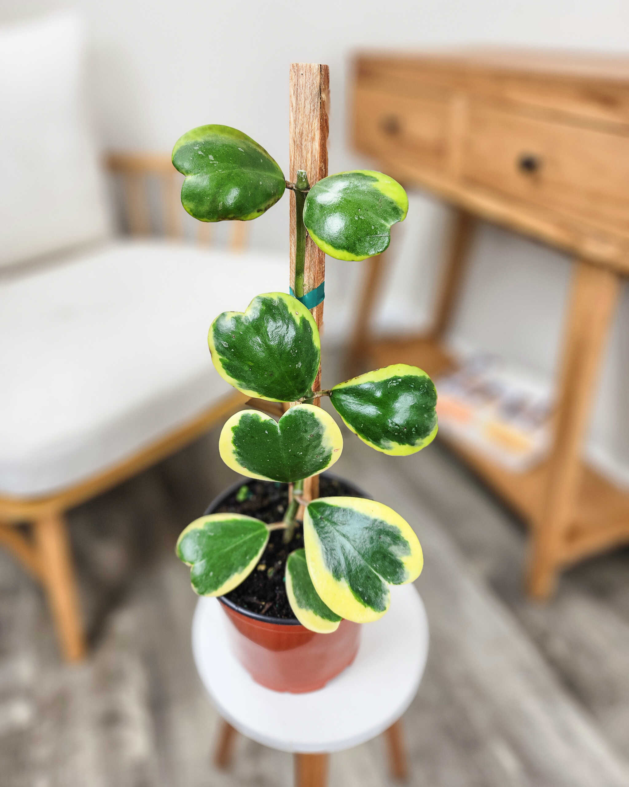 Variegated Heart-Leaf Hoya | PlantVine