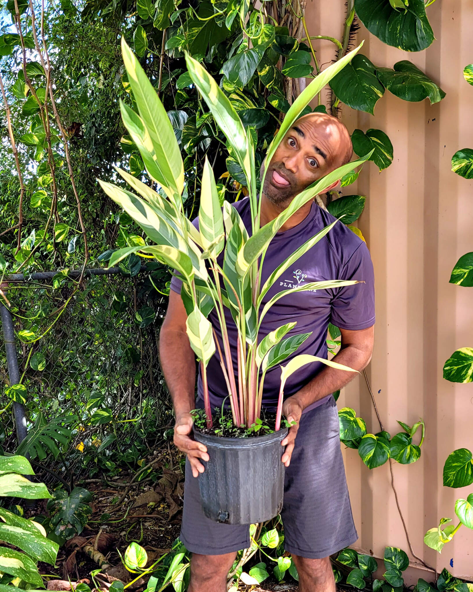 Heliconia psittacorum ‘Lady Di Variegata’ | PlantVine