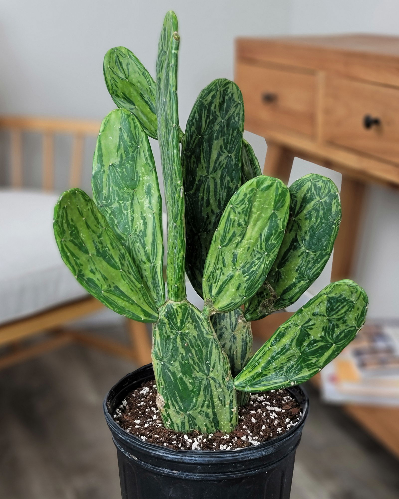 Variegated Prickly Pear Cactus | PlantVine