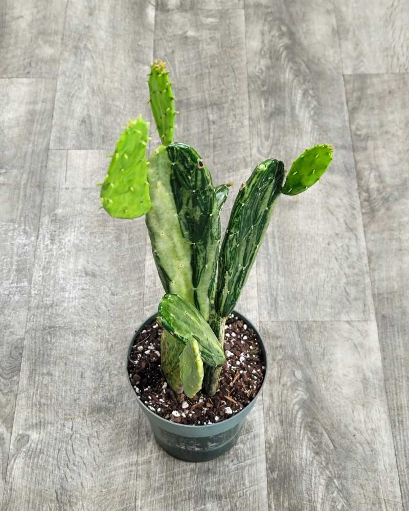 Cactus Varieties | PlantVine