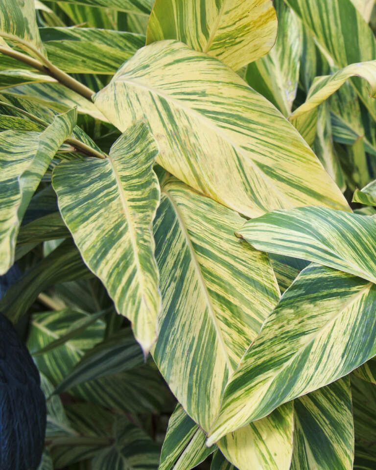 Alpinia zerumbet ‘Variegata’, Shell Ginger – Variegated | PlantVine