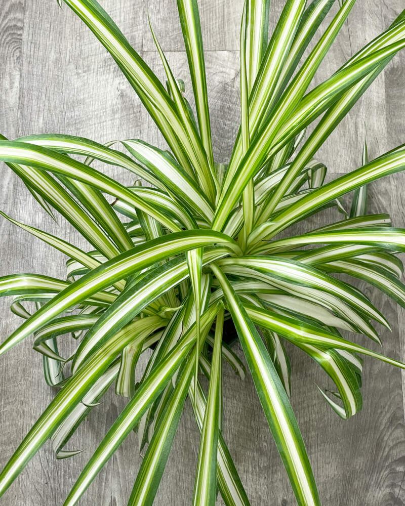 Spider Plant Varieties | PlantVine