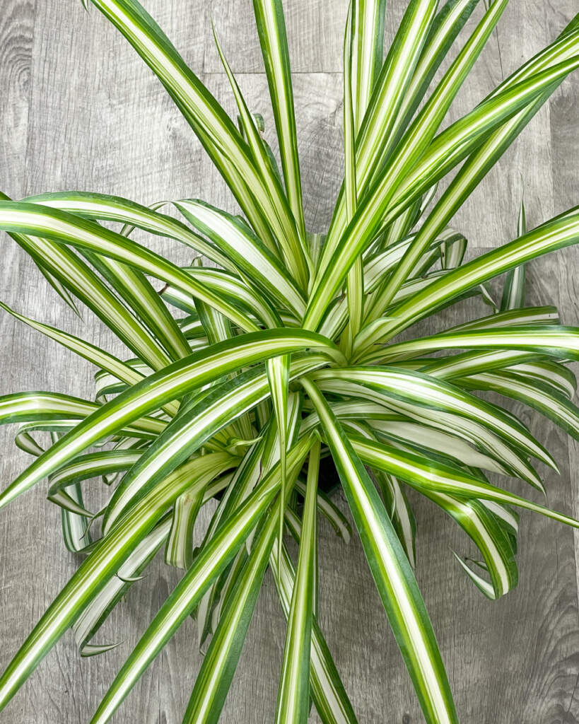 Spider Plant Varieties | PlantVine