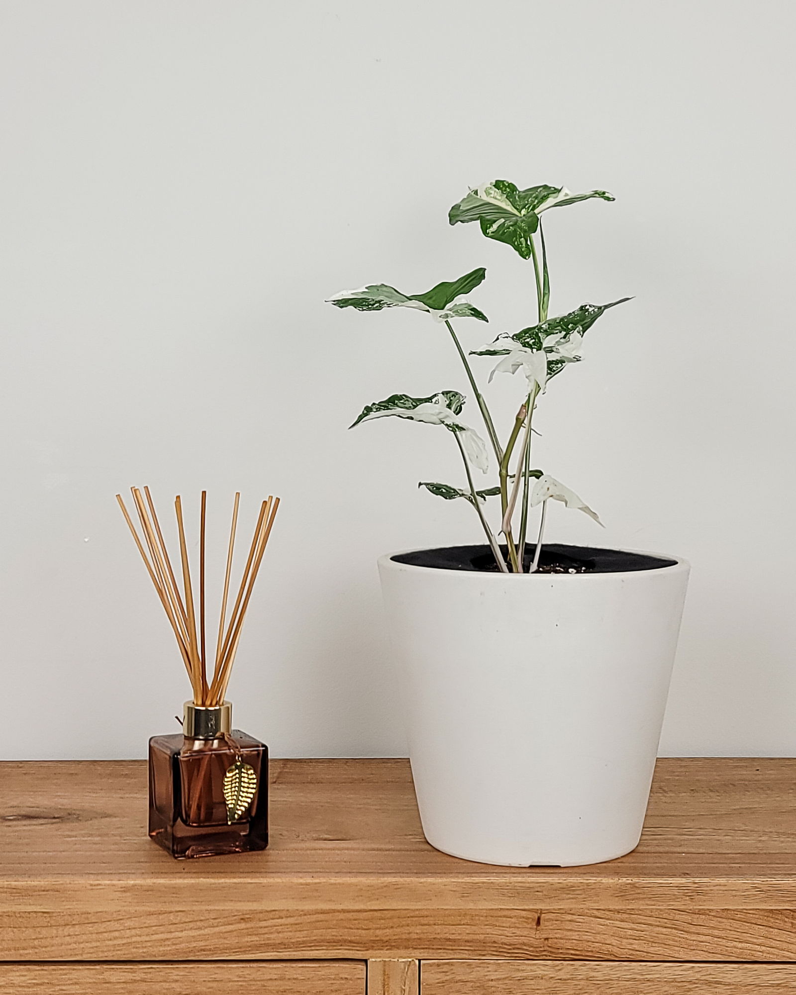 Variegated Syngonium | PlantVine
