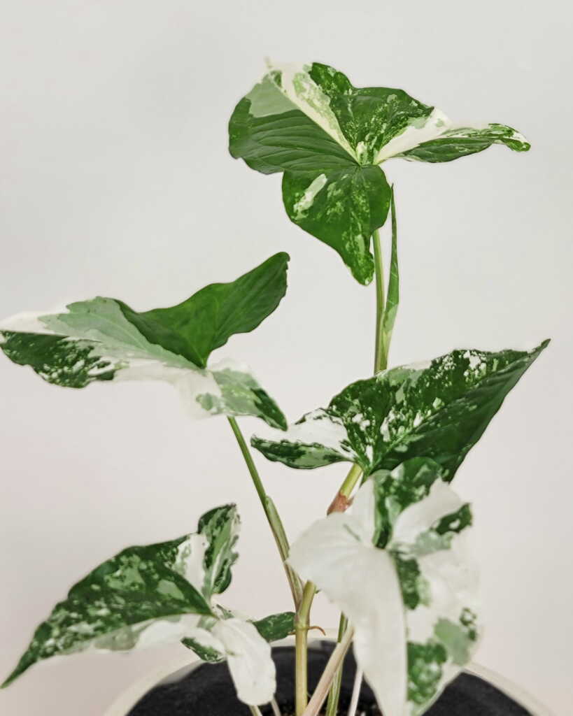 Variegated Syngonium | PlantVine