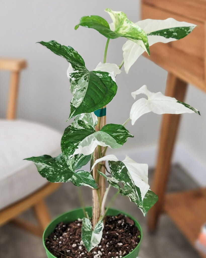 Variegated Syngonium | PlantVine