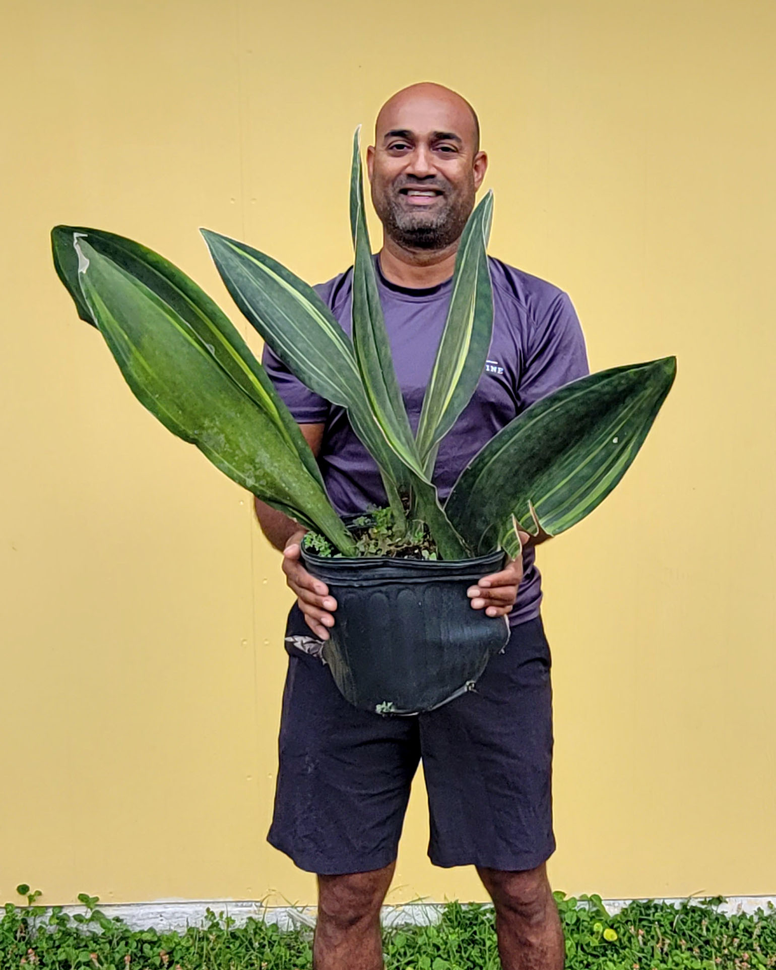 Variegated Whale Fin | PlantVine