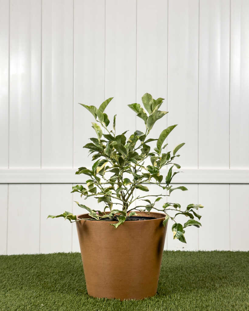 Variegated Pink Lemon Tree | PlantVine