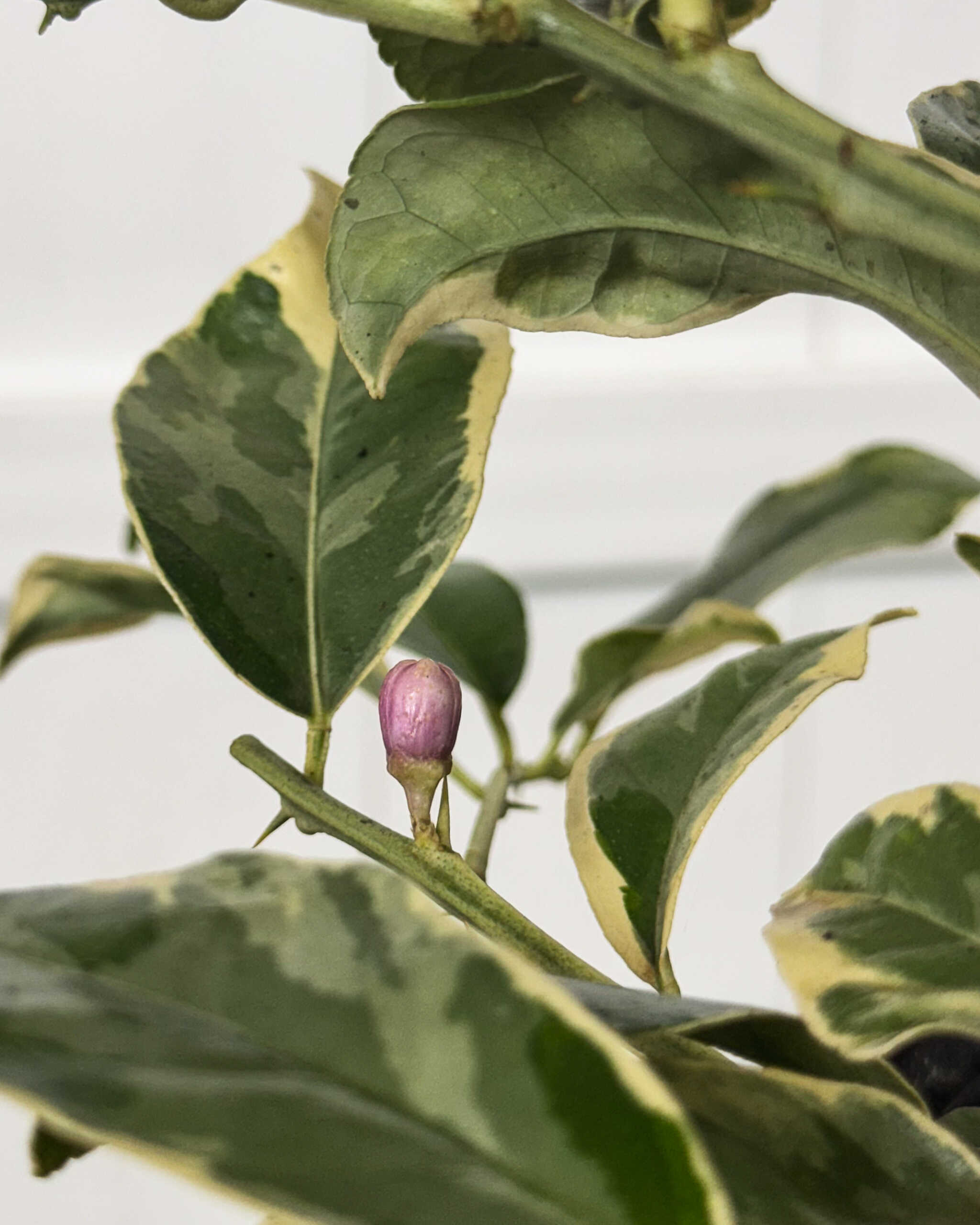 Variegated Pink Lemon Tree | PlantVine
