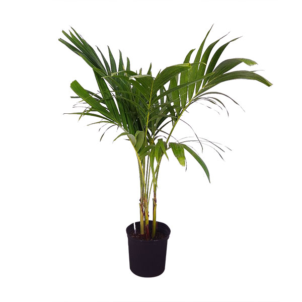 Buy Veitchia merrillii, Christmas Palm, Adonidia merrillii | Free ...