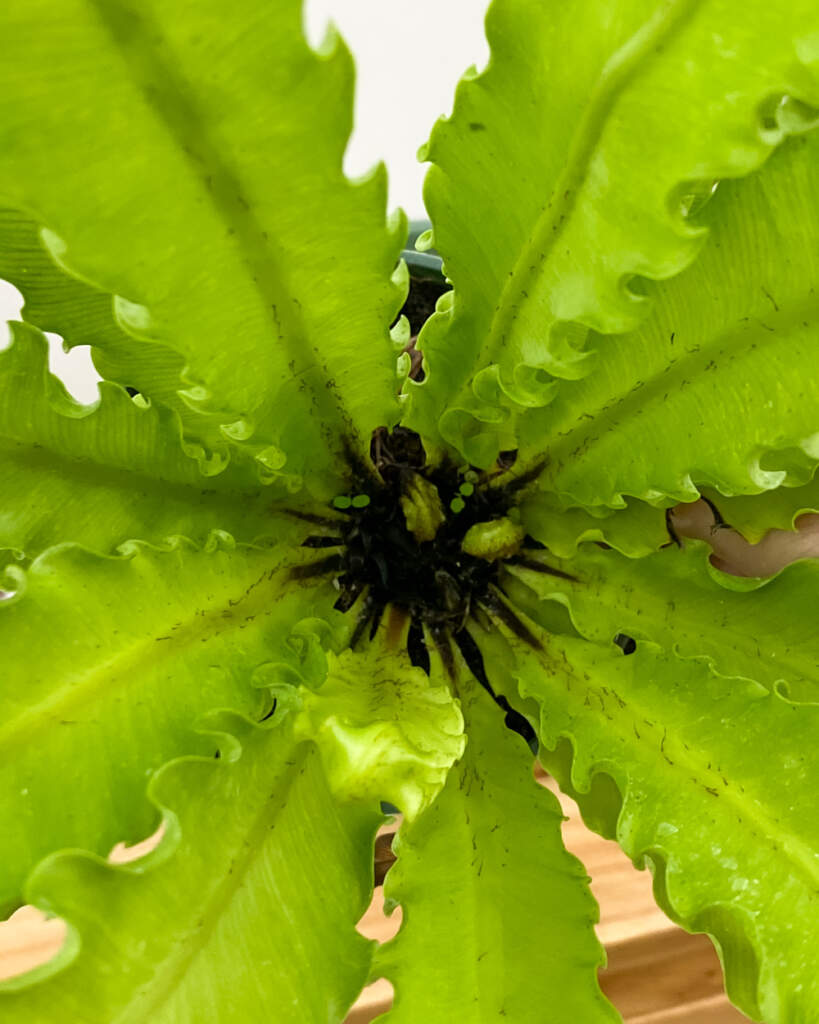 Asplenium antiquum ‘Victoria’, Victoria Bird’s Nest Fern | PlantVine