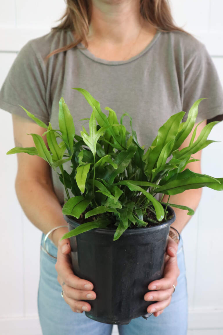 Wart Fern | PlantVine