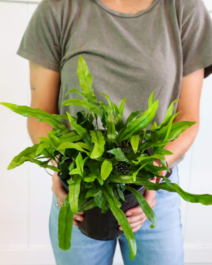 Wart Fern | PlantVine