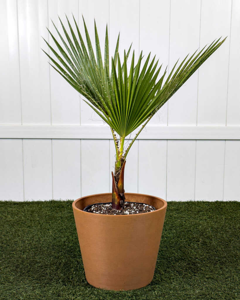 Order Washington Palm Online | Mexican Fan Palm Plant