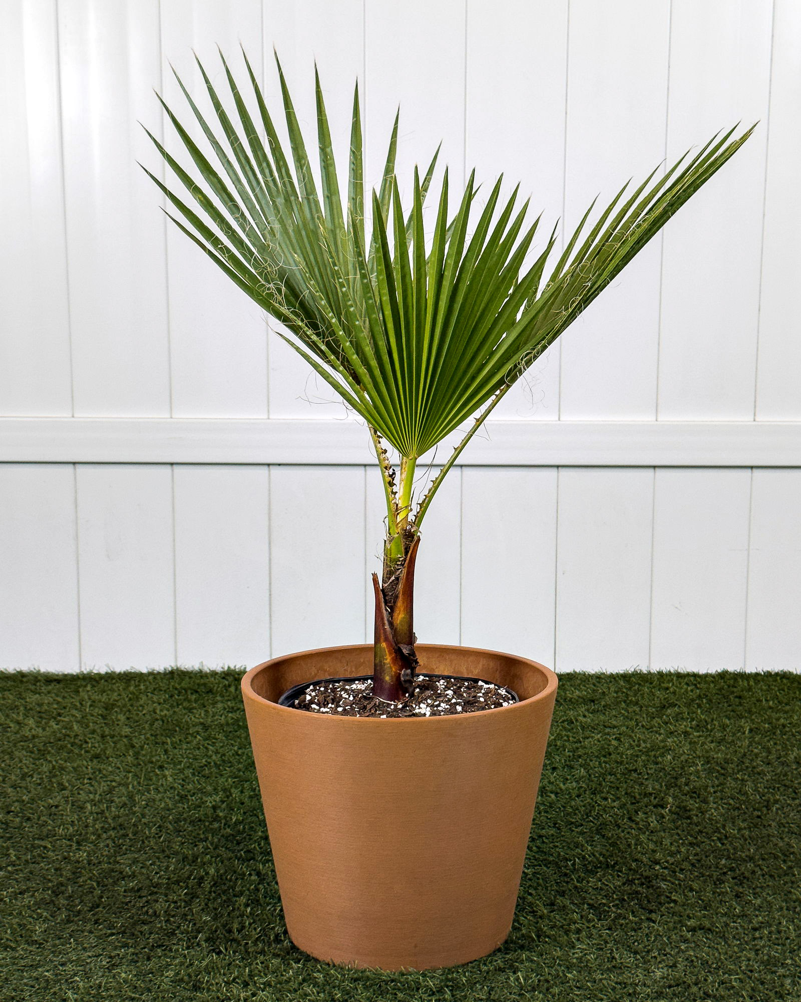 Order Washington Palm Online | Mexican Fan Palm Plant