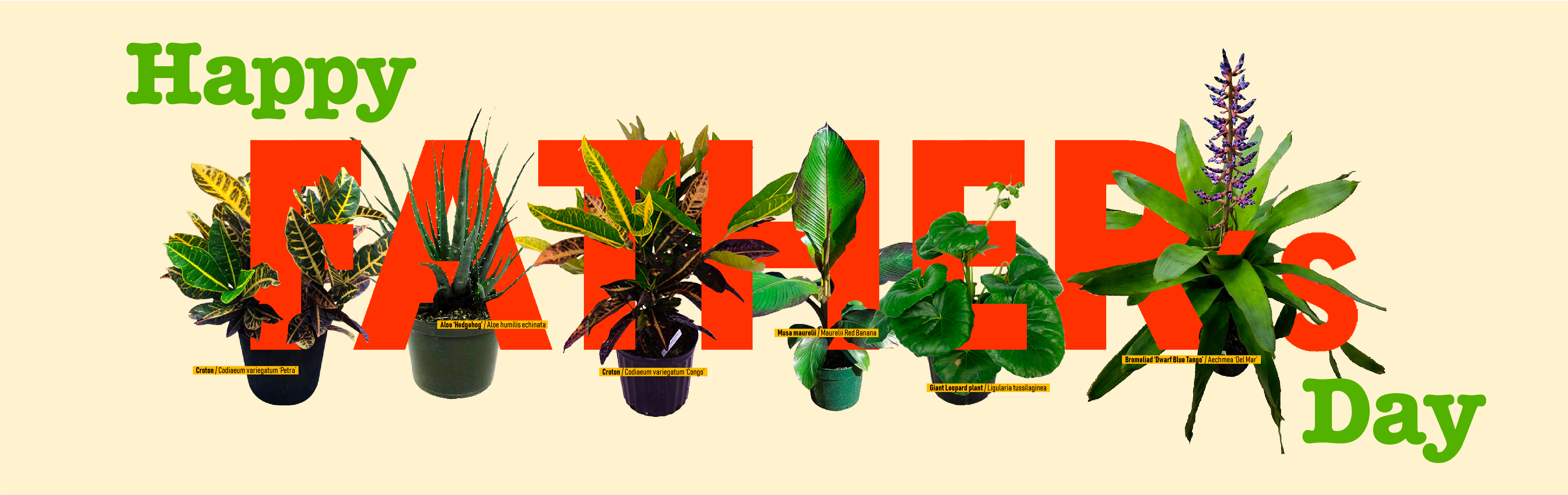 Top 2019 Unique Father's Day Plant Gifts for Dad | PlantVine