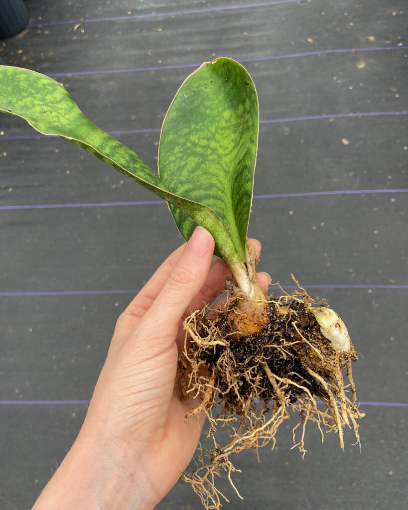 An Easy Guide to Plant Propagation | PlantVine