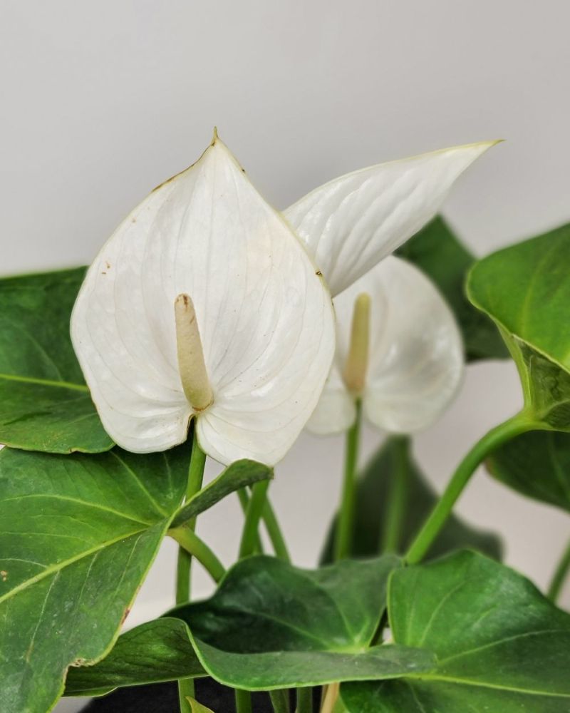 Anthurium Varieties | PlantVine
