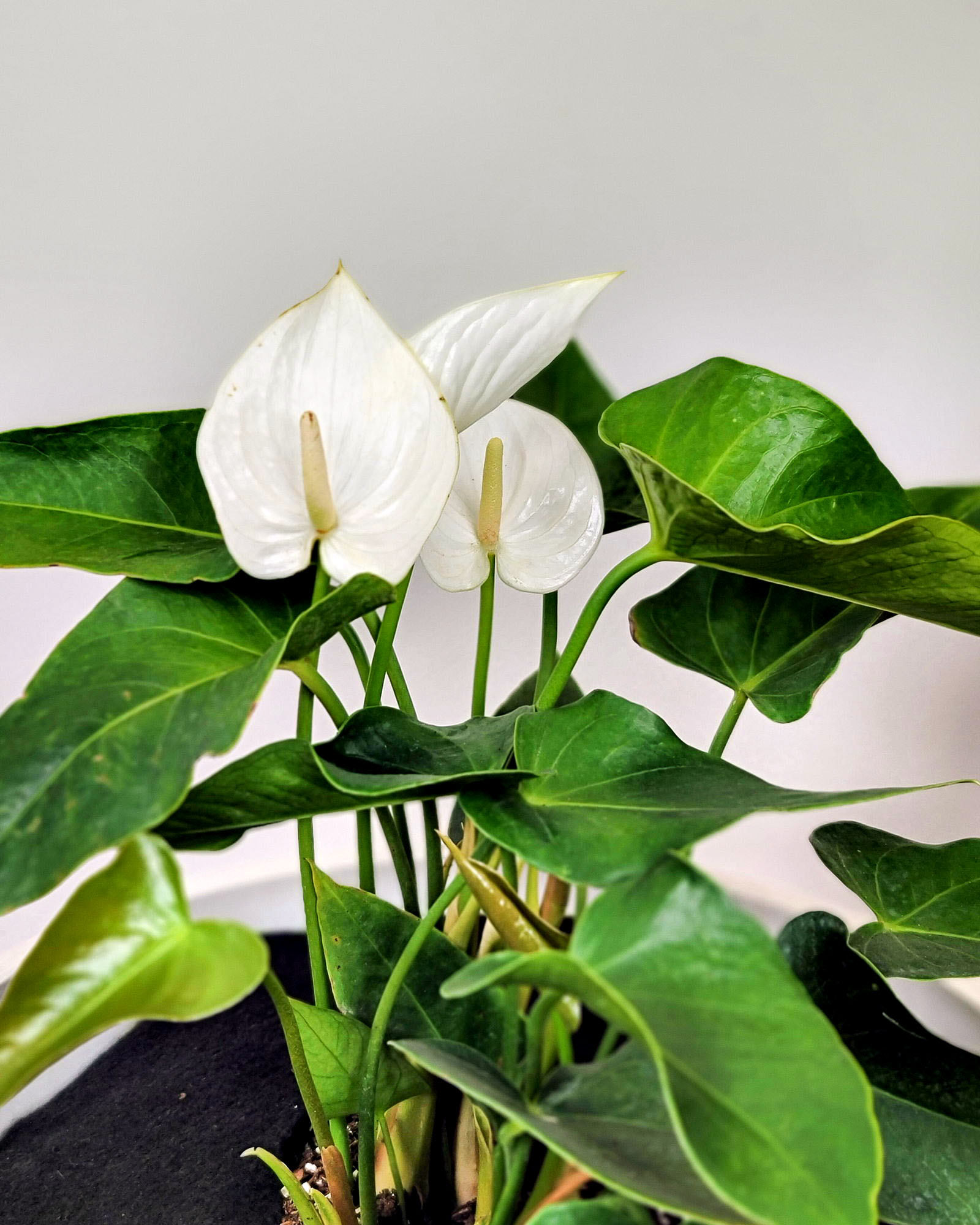 White Anthurium | PlantVine