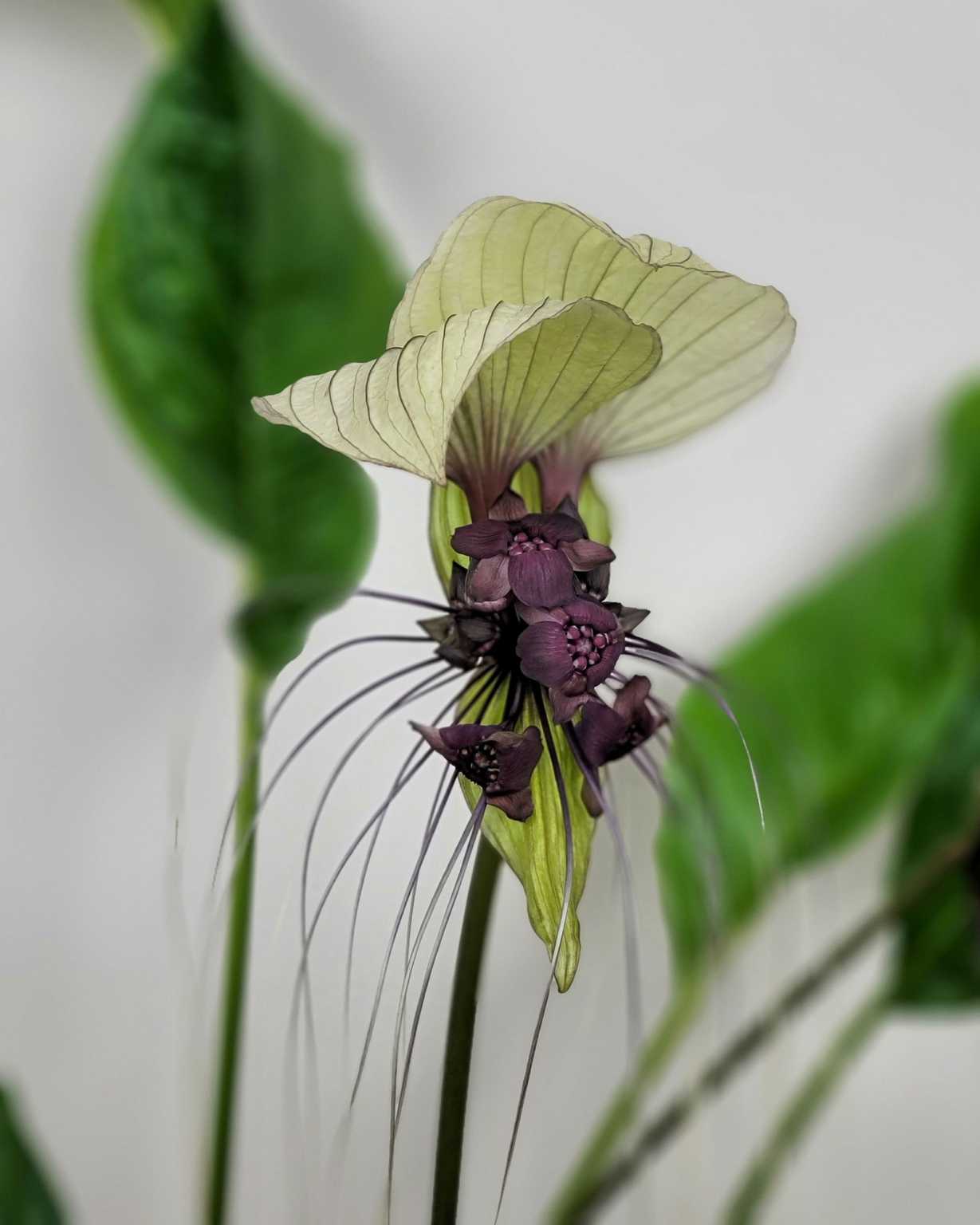 White Bat Flower Plant | PlantVine