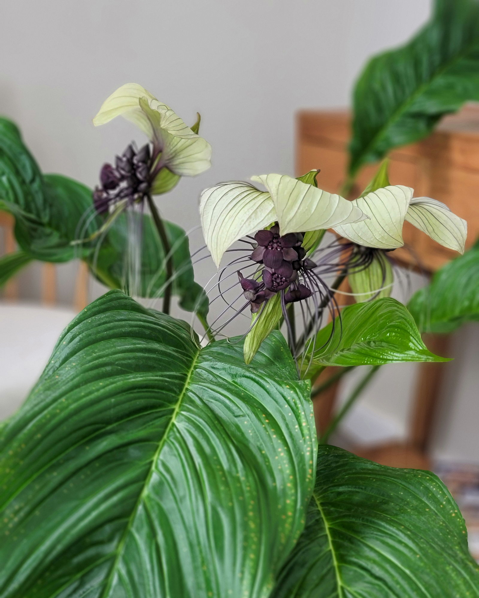 White Bat Flower Plant | PlantVine