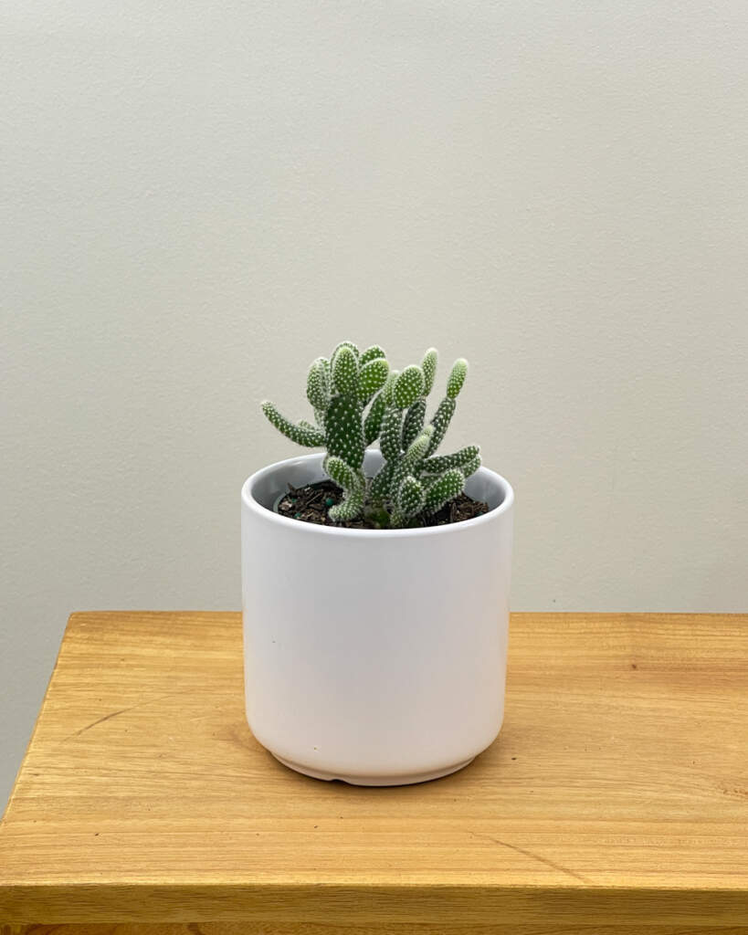 White Bunny Ears Cactus, Opuntia microdasys, Prickly pear cactus ...