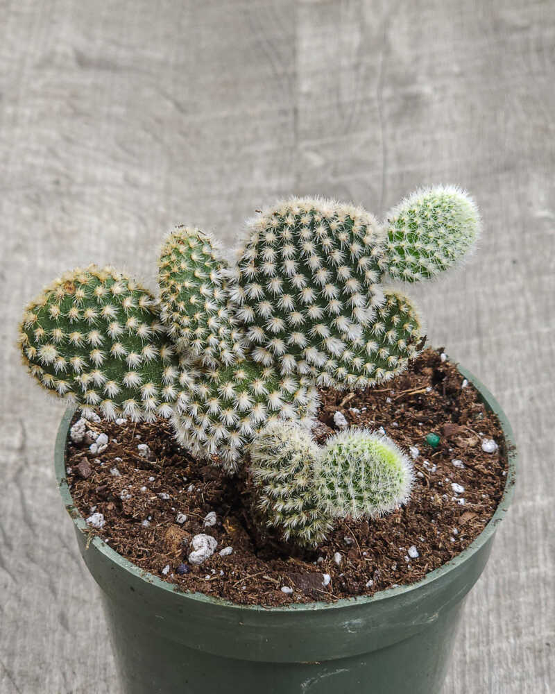 Cactus Varieties | PlantVine